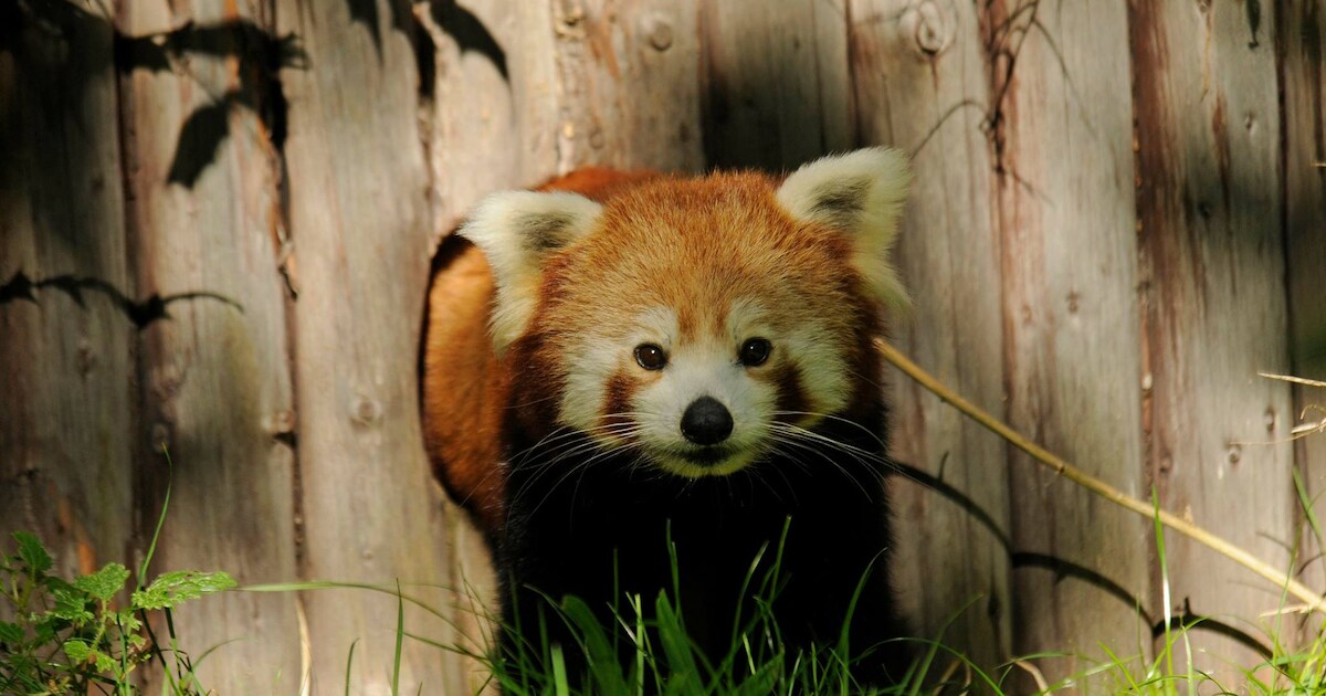 Verdrietig nieuws: kleine panda Raj uit Blijdorp is overleden | Regio ...