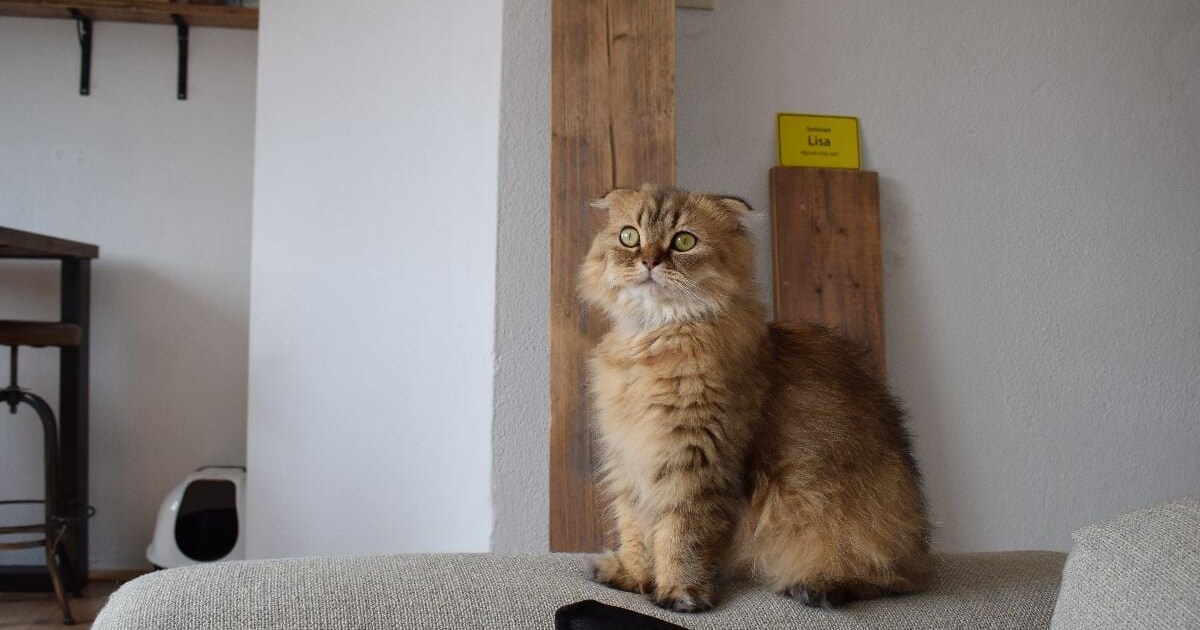 Deze Utrechtse katten zijn koning te rijk in hun paleisje | Regio ...