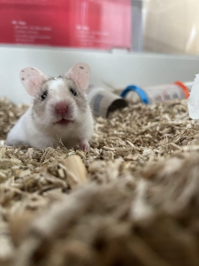 Dierendag in Eindhoven: 18 x jullie liefste, leukste en knapste ...