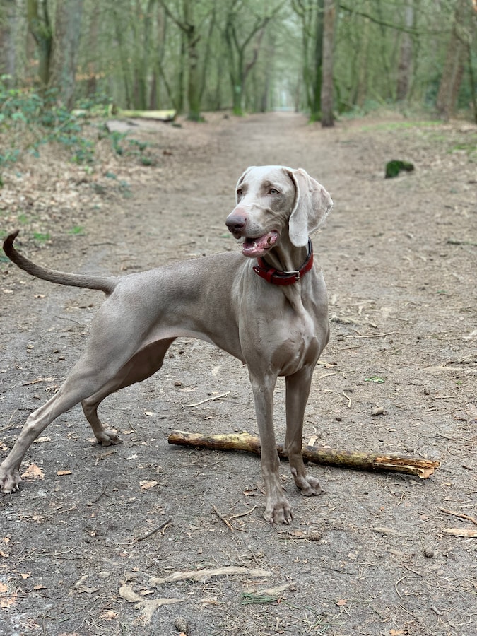 Favorieten van Maarten: 'Dit is een uitstapje naar een andere wereld ...