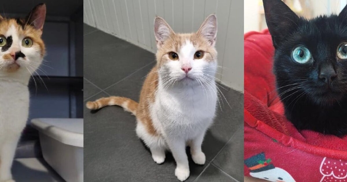 Attentie dierenvrienden! Deze drie gevonden katten zoeken een huis ...