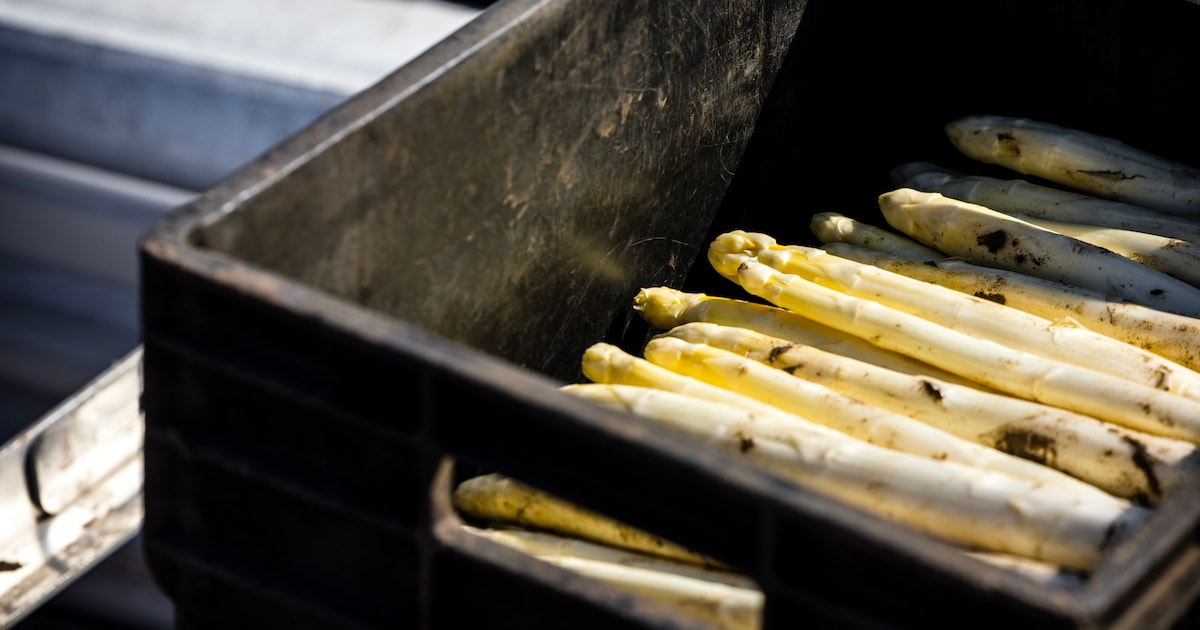 Het witte goud: 4 x hier haal je asperges in de buurt van Bergen op ...