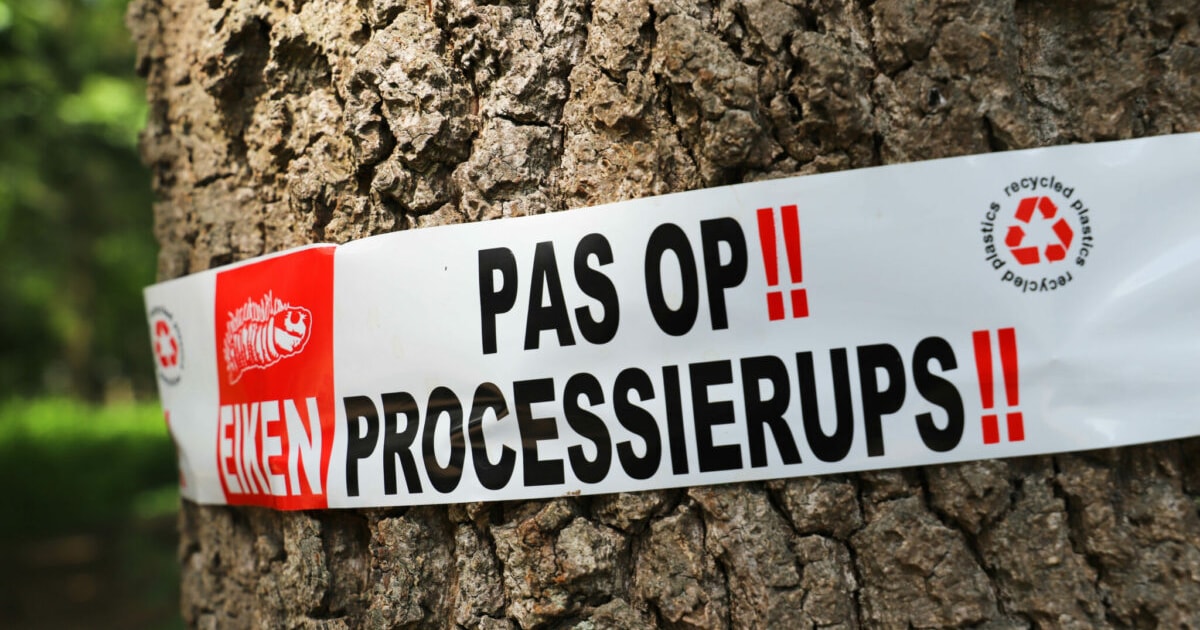 Help, huiduitslag door de processierups! Zo kom je van je klachten af ...