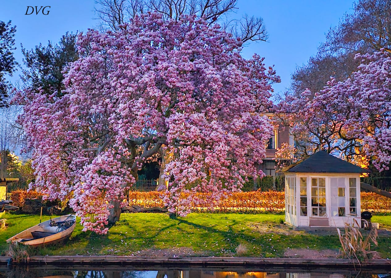 Instant lentegeluk: 5 x prachtige magnolia's in Woerden | Foto ...
