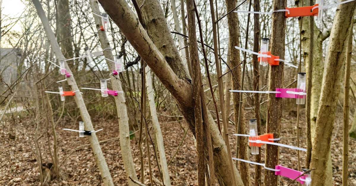 Dit doen de mysterieuze buisjes in de bomen op landgoed Bredius | Regio ...