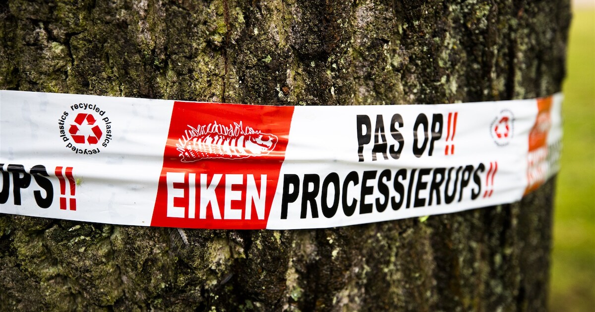 We hebben al een tijd (over)last van de processierups, maar hoe lang ...
