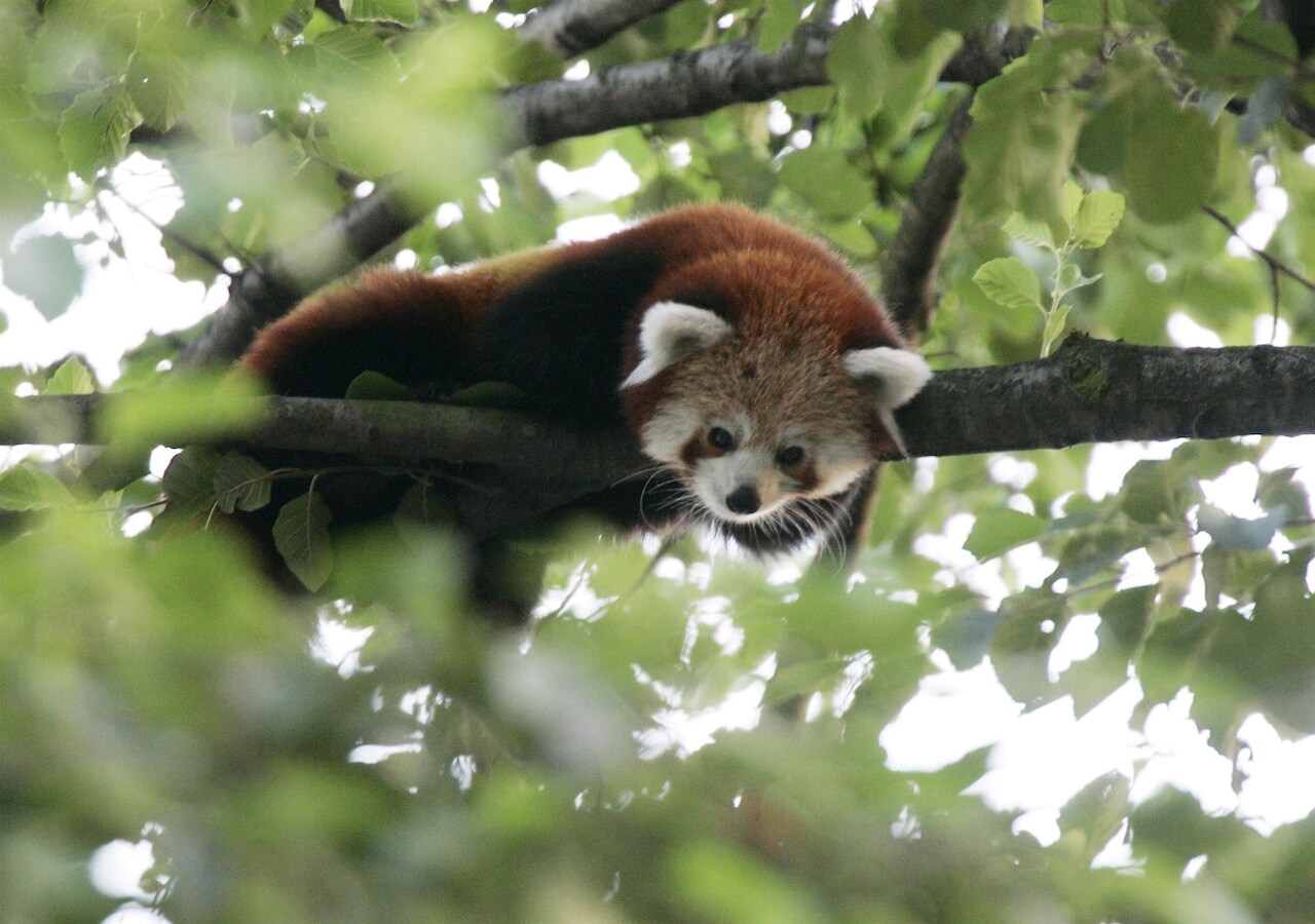 Janno werkt al 25 jaar met dieren in Blijdorp: 'Van olifanten tot rode ...