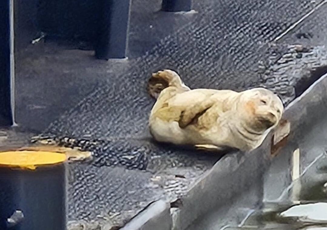 Cute! Dit zeehondje kwam even chillen in Rotterdam | Foto | indebuurt.nl