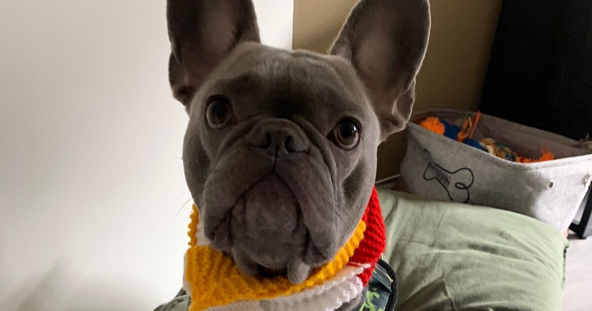 Hond Frenkie is klaar voor carnaval: 'Het is een echt Oeteldonks ...