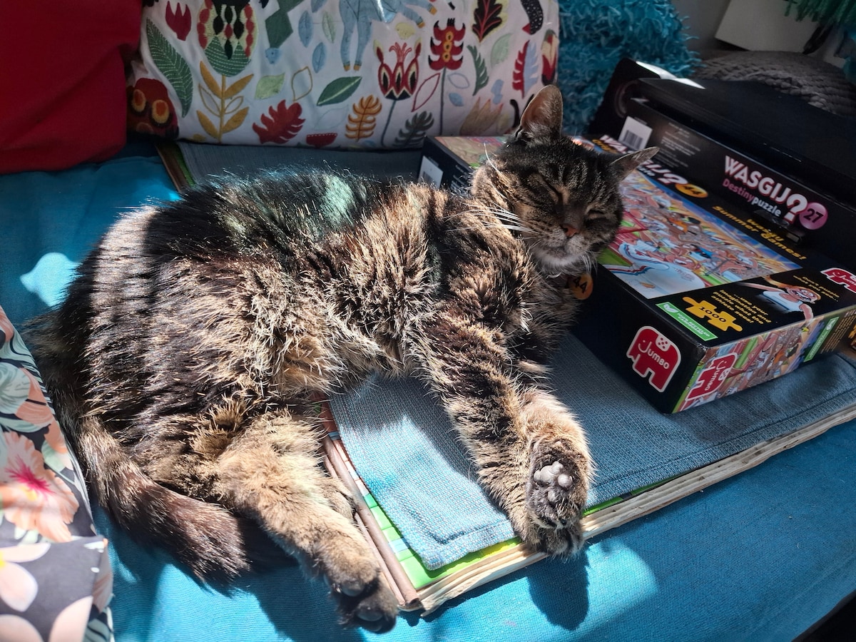 Fijne dierendag: 13 x jullie leukste foto's van Eindhovense huisdieren ...