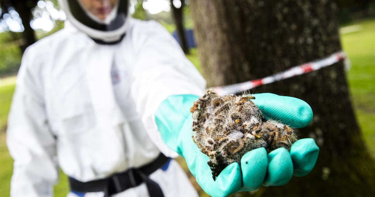 Processierups: een gevreesde 'jeukzomer' blijft uit en dit is waarom ...