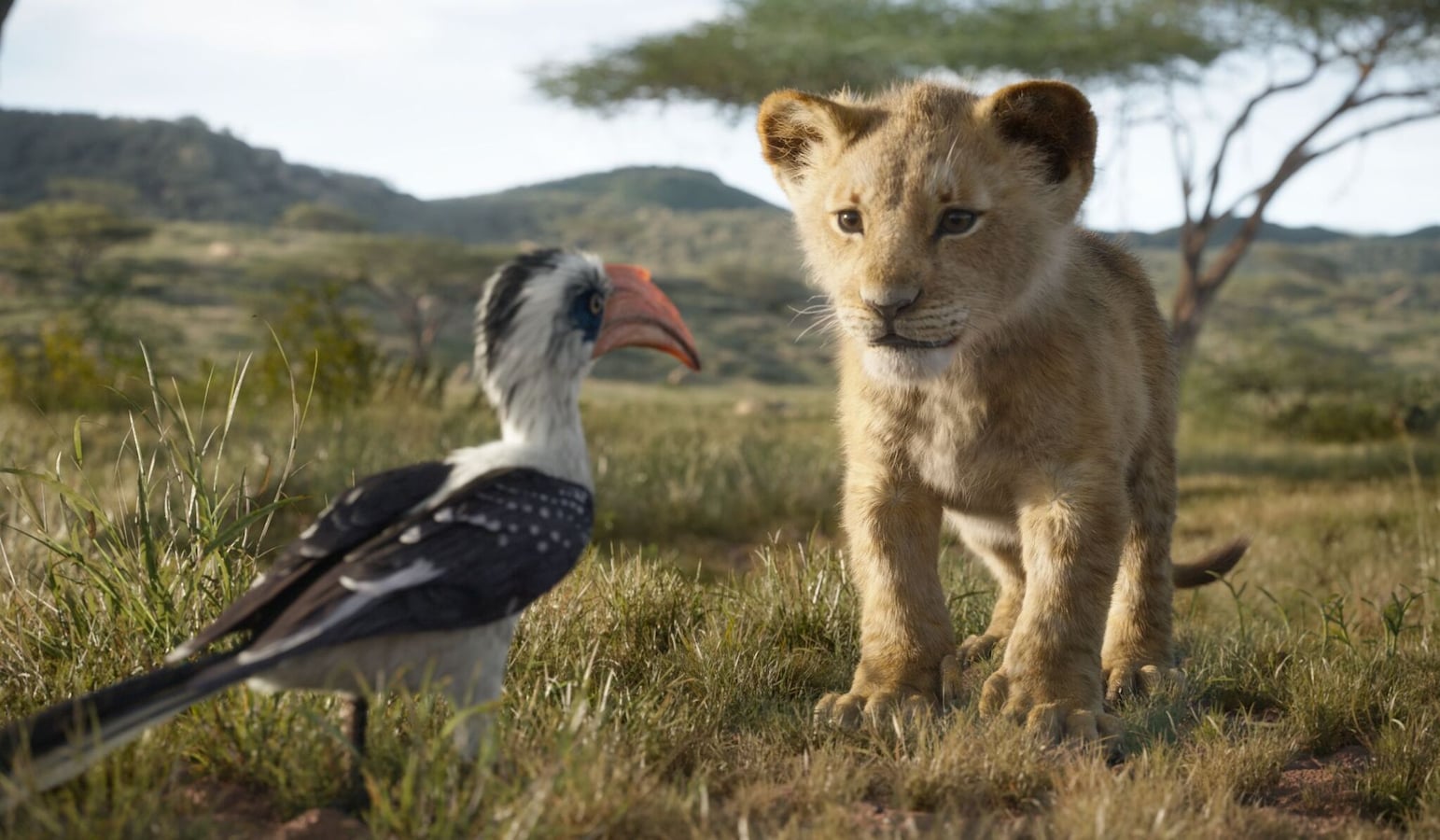 5 x dit is waarom iedereen het over The Lion King heeft | Foto ...