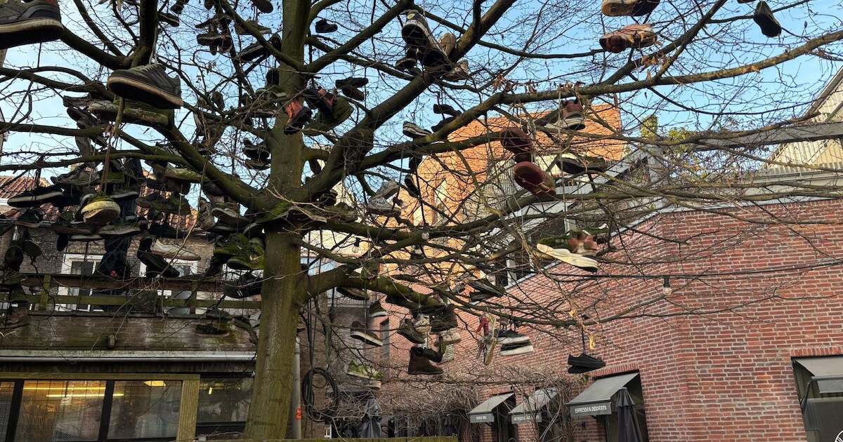 Afgetrapte Vans en beschimmelde Adidassen: wat doen ze in deze boom in ...
