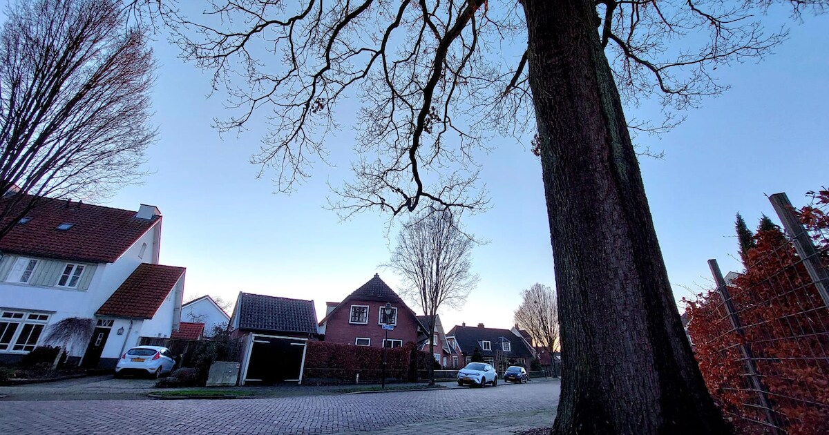 Zo lang staat de oudste boom van Hengelo al op zijn plekje | Mysteries ...