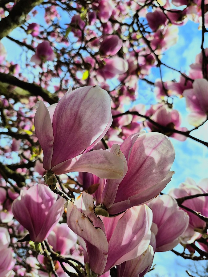 Instant lentegeluk: 5 x prachtige magnolia's in Woerden | Foto ...