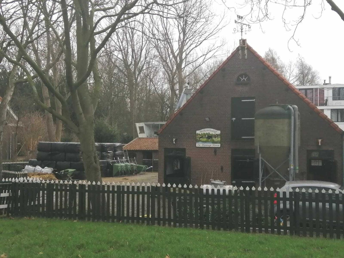 Delftse mysteries: Hoe zit het met de koeien die je wel eens in de ...