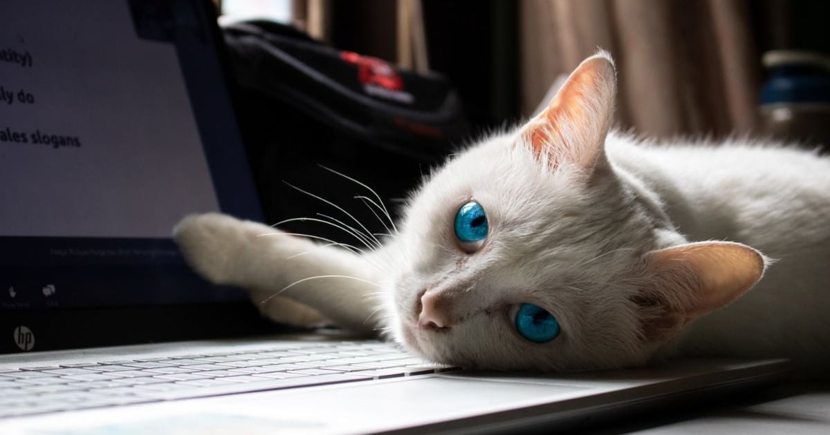 Mysterie opgelost: dit is waarom jouw kat graag op je laptop ligt ...