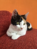 Dierendag in Eindhoven: 18 x jullie liefste, leukste en knapste ...