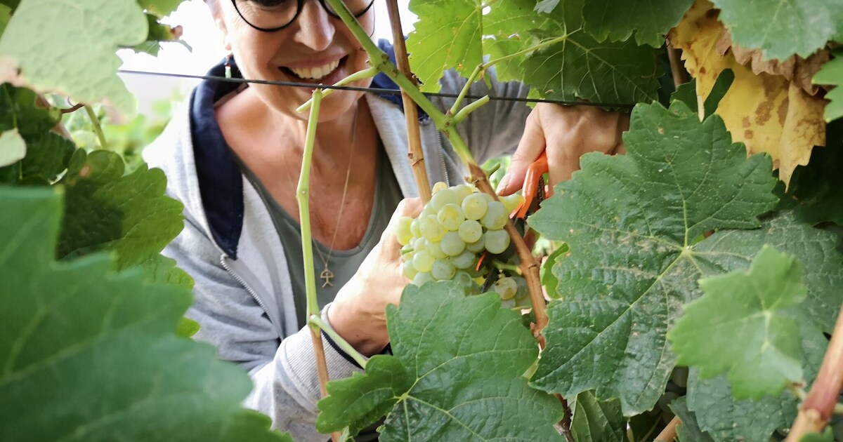 Ruiken, slurpen en proeven: zo leert vinoloog en wijndocent Angélique ...