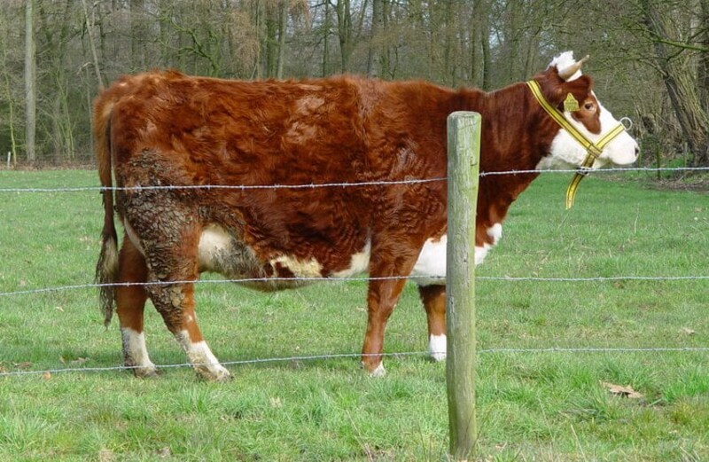 Ken jij ze allemaal? 7 x dieren in Gronings dialect | Genieten van ...
