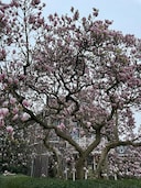 Instant lentegeluk: 5 x prachtige magnolia's in Woerden | Foto ...