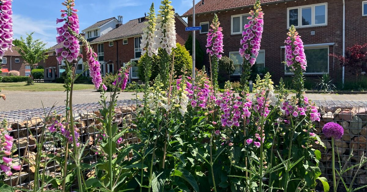 De Open Tuindag komt naar Hengelo en deze tuinen doen mee | Regio ...