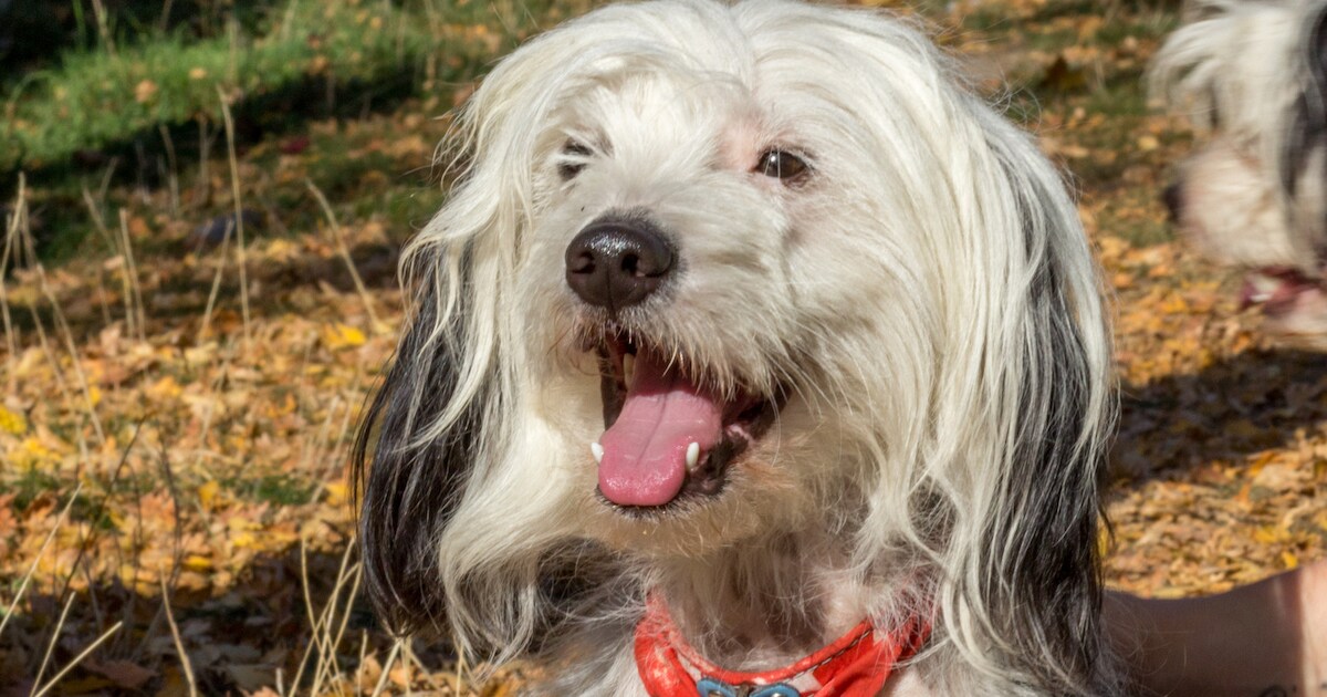 Binnenkijken bij Diego: is dit écht dezelfde hond als die Frekkel look ...