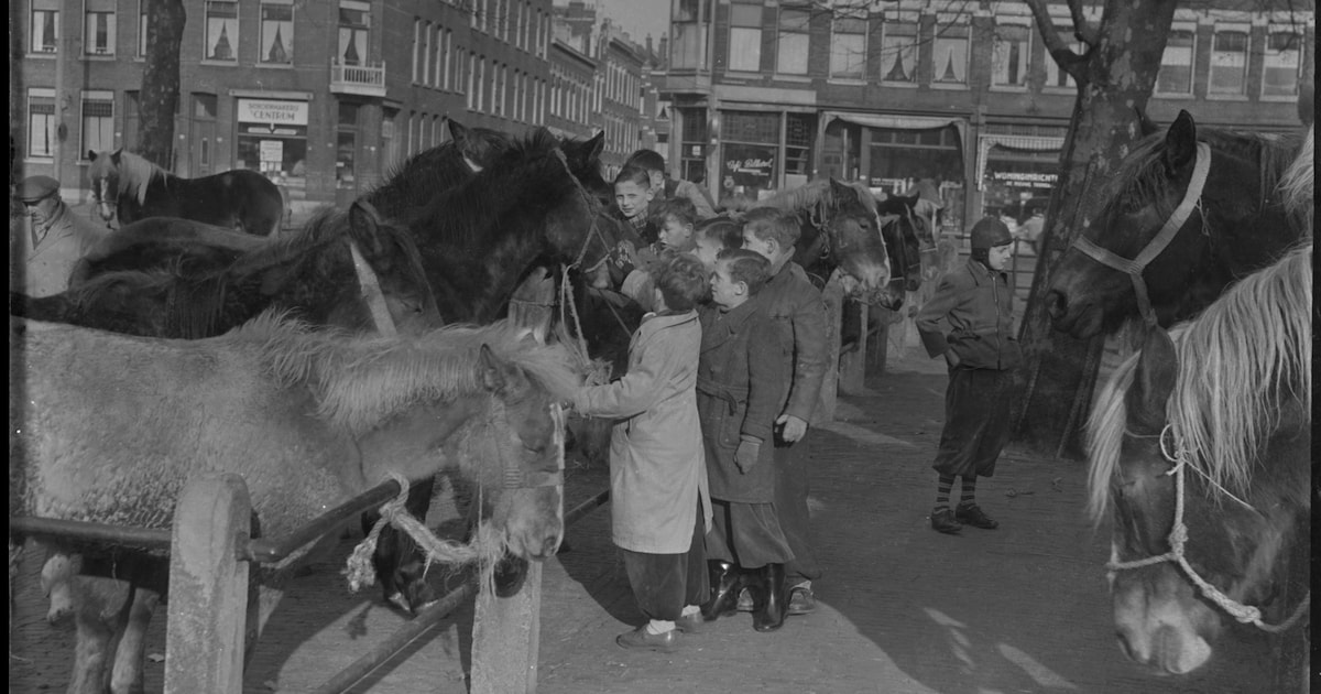 Wist je dit? Hier in Rotterdam was vroeger een veemarkt | Regio ...