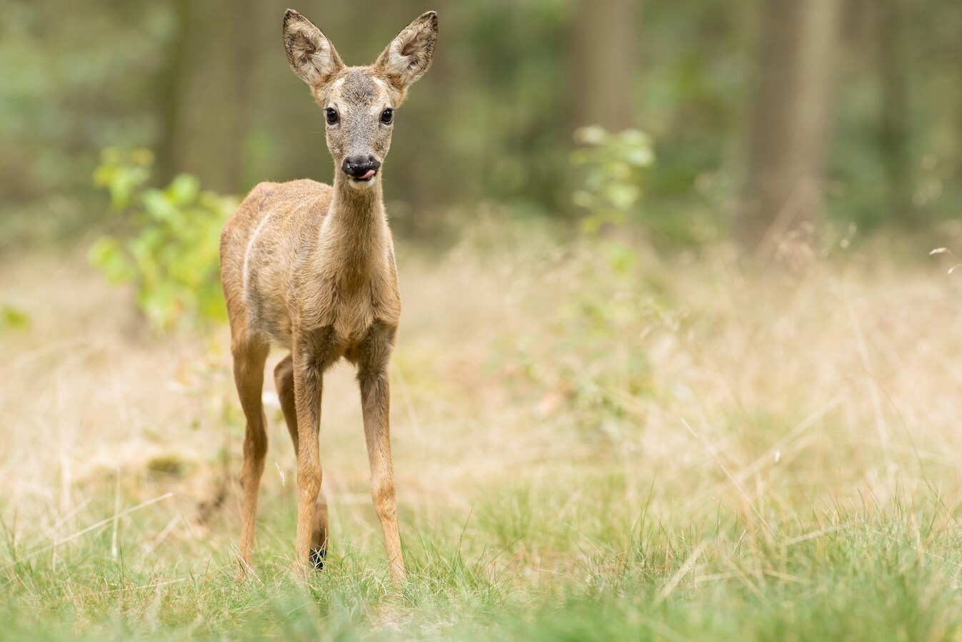 Wat een wildlife! 11 x deze dieren kun je bij Bergen op Zoom in het ...