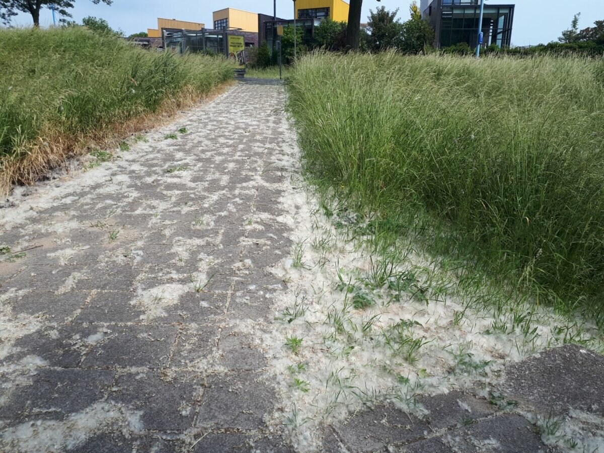 Sneeuwballengevecht in juni?! Hierdoor liggen er witte vlokken op ...