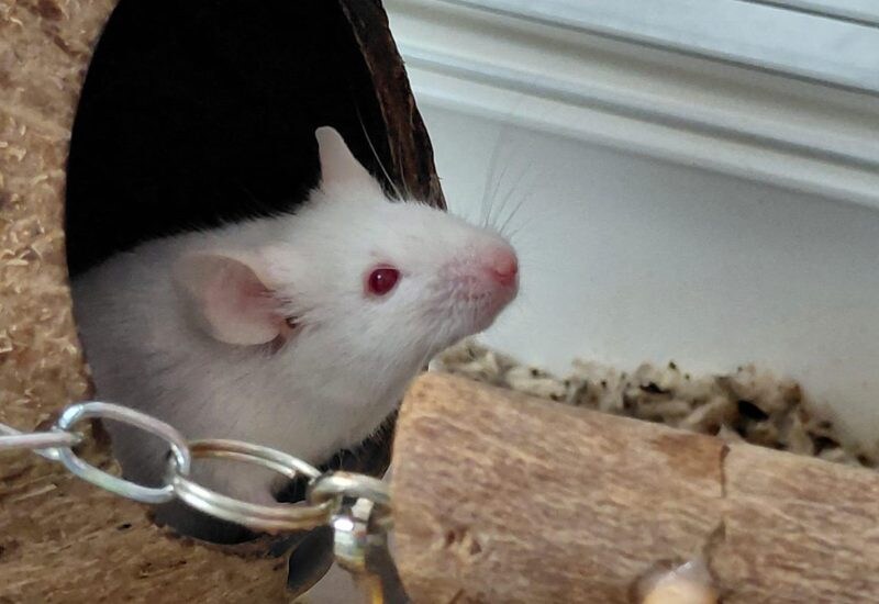 Een muis in je huis: Yuki piept graag het asiel uit | Regio | indebuurt.nl
