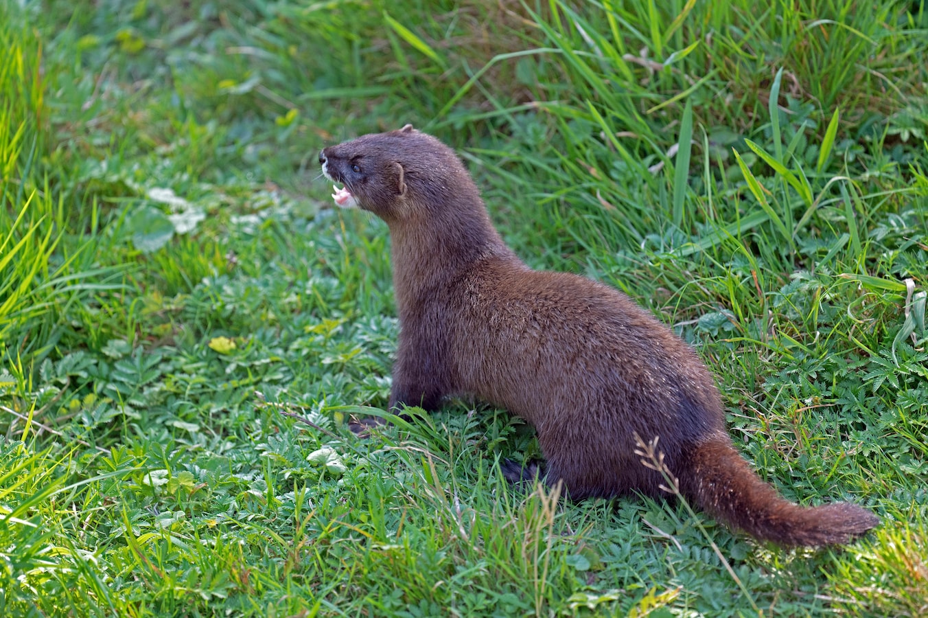 Op safari! 8 x deze dieren kun je bij Rotterdam in het wild tegenkomen ...