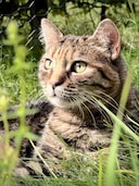 Dierendag in Eindhoven: 18 x jullie liefste, leukste en knapste ...